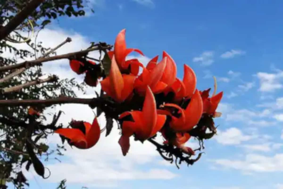 know-why-palash-has-been-called-a-medicinal-flower-health-news-in ...