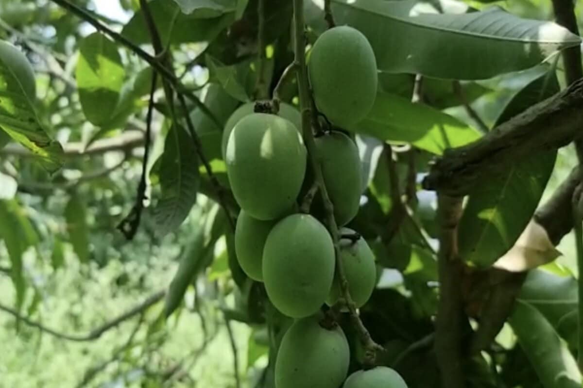Mango farming in UP: Saharanpur See photos 121 varieties of mangoes on ...