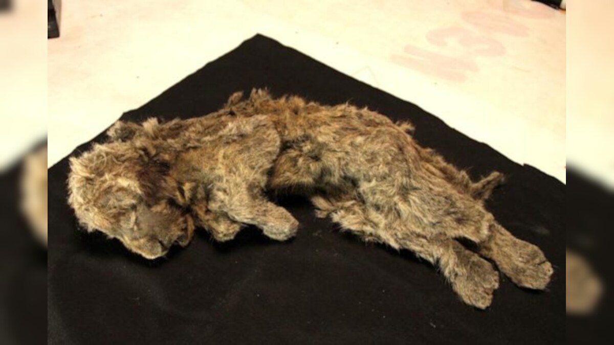 Ice Age Lion: ice-age-cave-lion-cubs-discovered-siberiaছাইবেৰিয়াত ২৮ ...