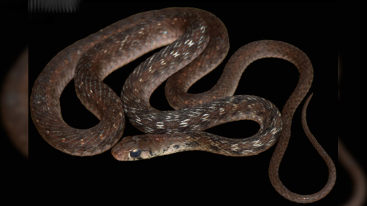 Discovery In Assam: এক শতিকাৰ পিছত, অসমত নতুন সাপৰ প্ৰজাতি আৱিষ্কাৰ ...