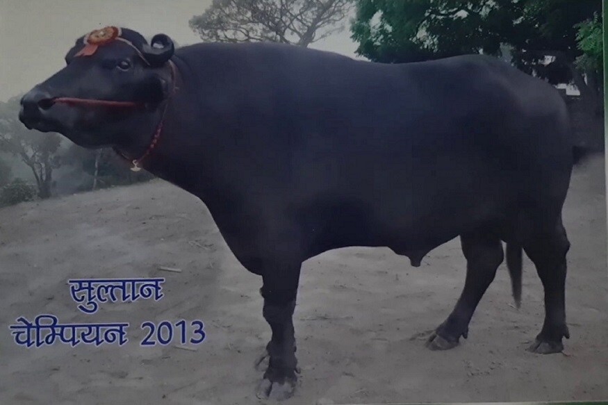 Death of Sultan Bull The sperm of Sultan was sold for lakhs of rupees ...
