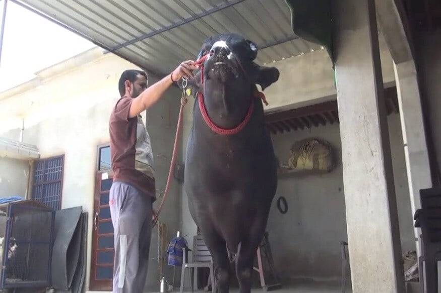 Death of Sultan Bull The sperm of Sultan was sold for lakhs of rupees ...