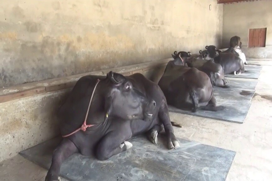 Death of Sultan Bull The sperm of Sultan was sold for lakhs of rupees ...