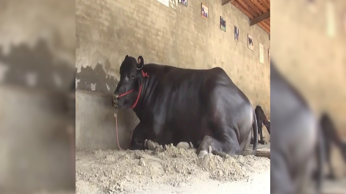 Death of Sultan Bull The sperm of Sultan was sold for lakhs of rupees ...