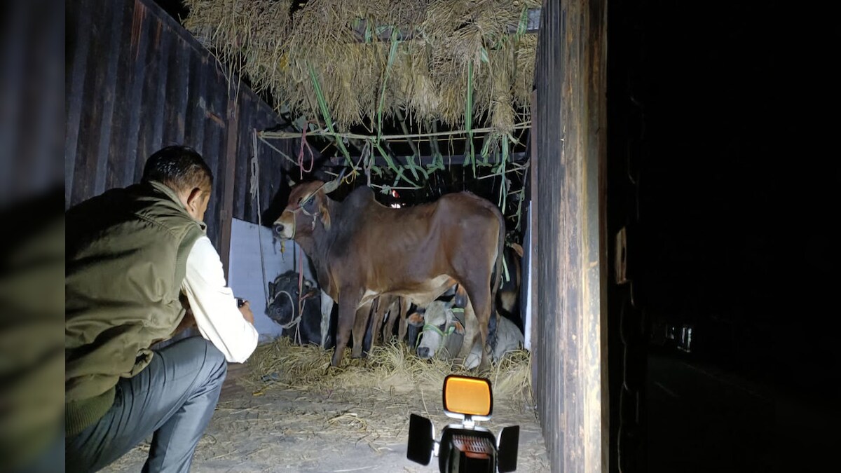 cow-smugglers-adopted-new-techniques-to-smuggle-cow-seized-in ...