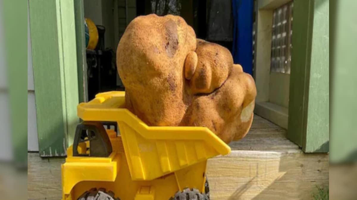Biggest Potato in the World: ইমান ডাঙৰ! ঘৰৰ বাগিচাত পালে ৮ কেজি ওজনৰ ...