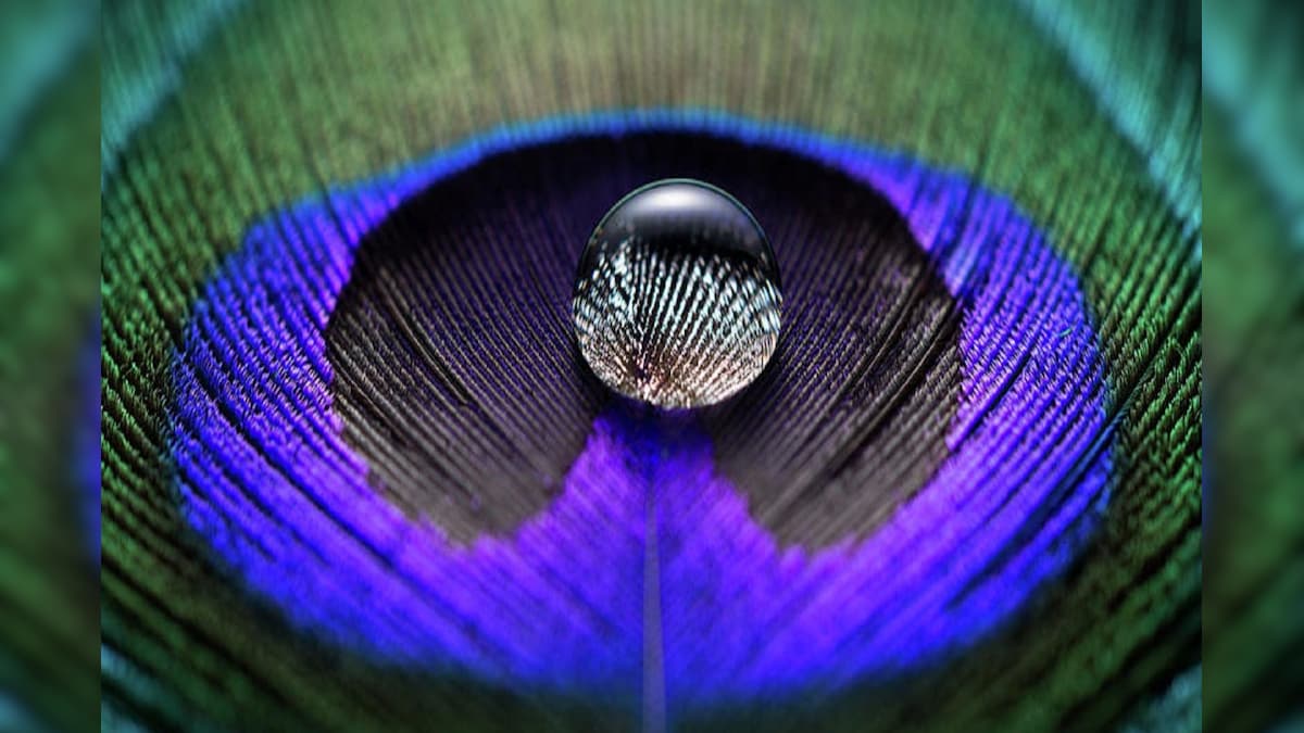 New Year 2022 Resolution|Vastu Tips|Life Style|Peacock Feather Brings ...