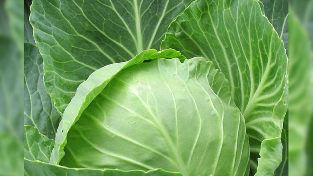 The tapeworm of cabbage which can reach in human brain and can give ...