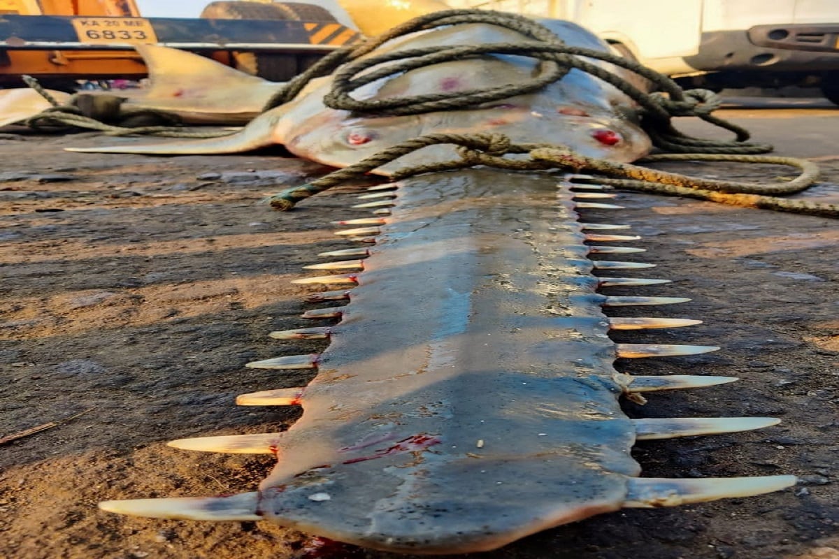 A rare Carpenter Shark was netted by fishermen in Karnatakas Malpe on ...