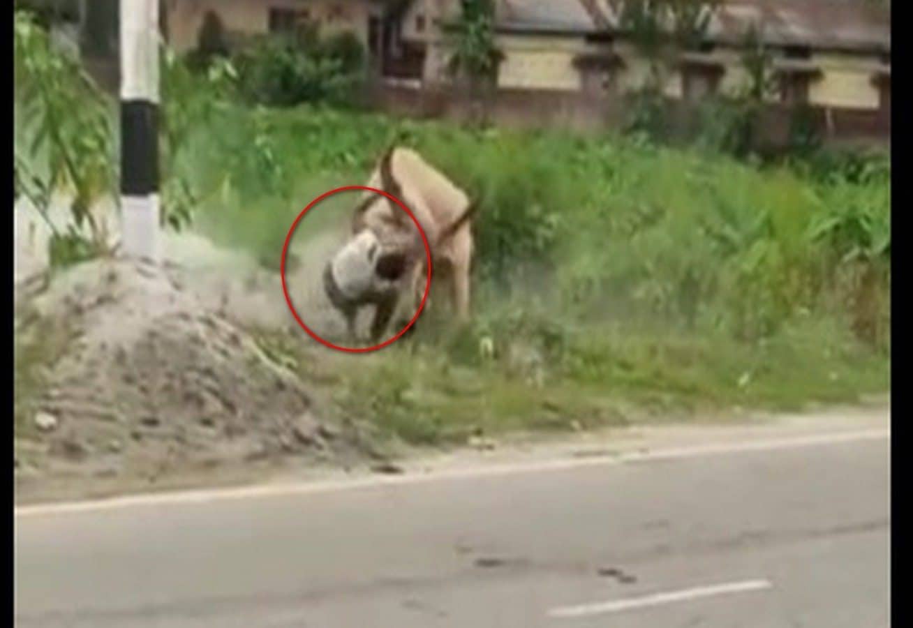 Viral Raged Bull Attacks Man: ৰাজপথত এজন লোকক শিঙেৰে আক্ৰমণ কৰিলে ষাঁড় ...