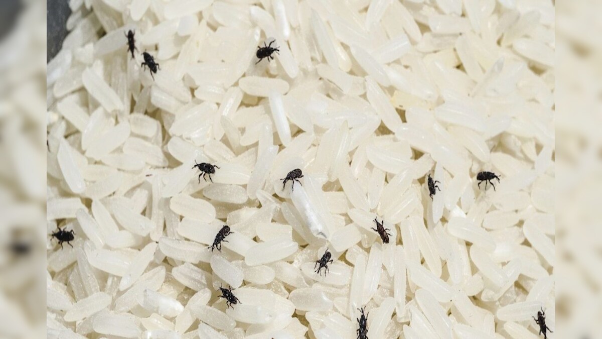 Kitchen Hacks: how to remove bugs away from rice here are 4 home ...