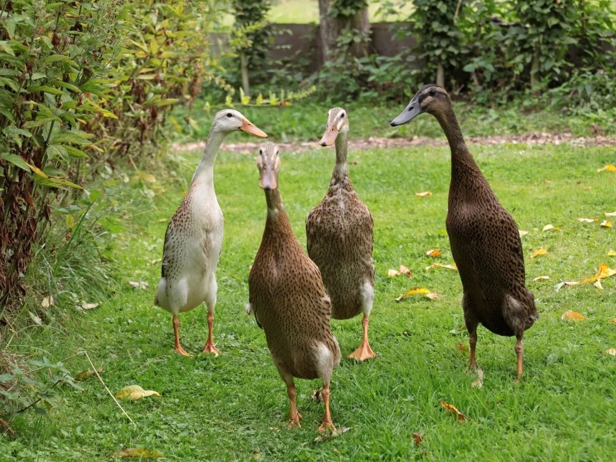 viral-indian-runner-duck-looks-like-penguins-run-faster-than-other ...