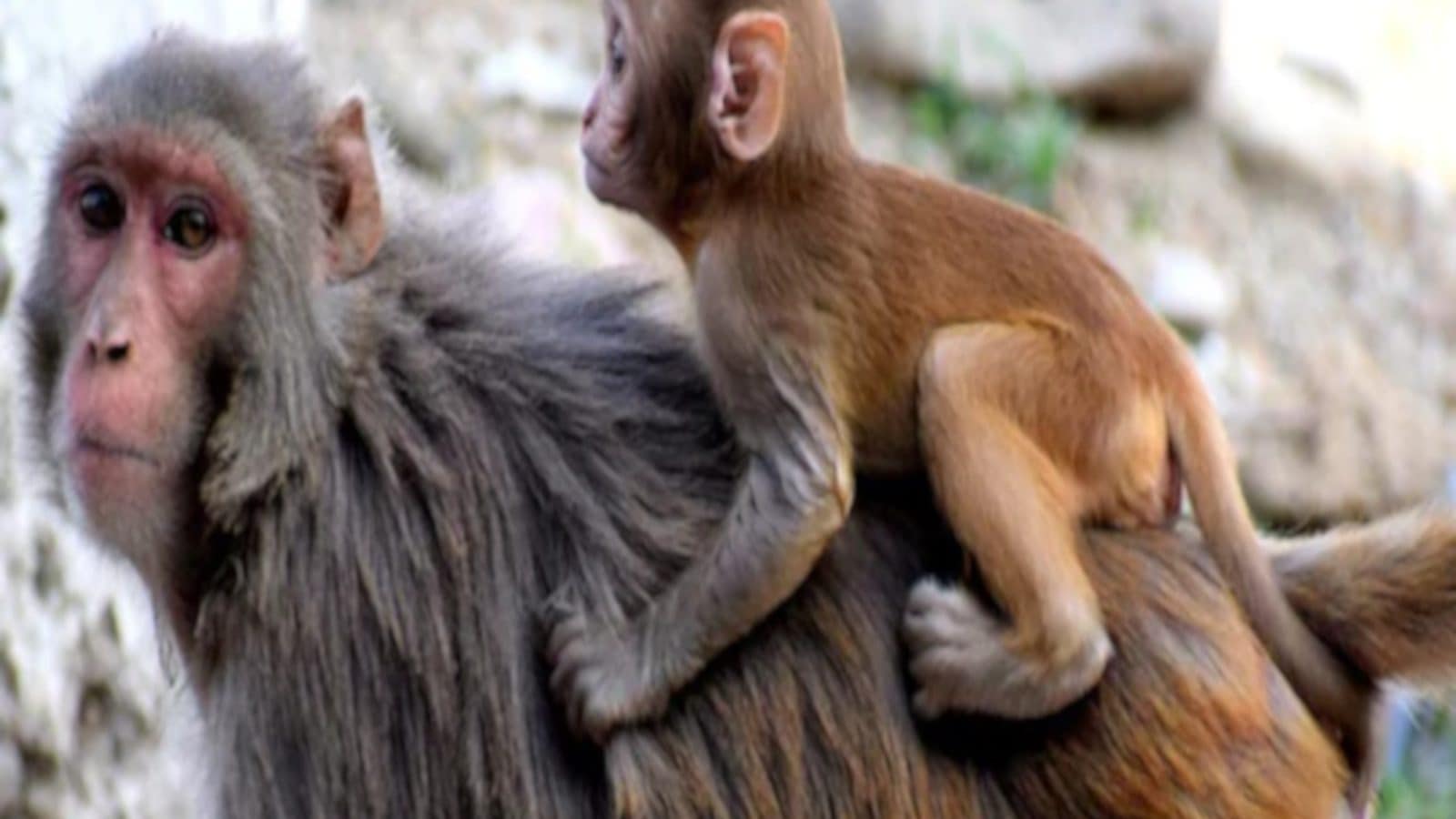 Wounded Monkey Visits Doctor: বান্দৰৰ বুদ্ধি! নিজৰ চিকিৎসাৰ বাবে ...