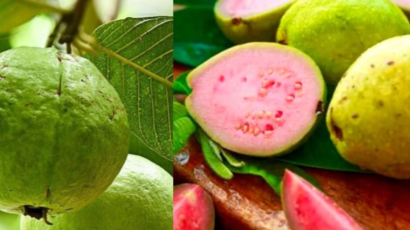 Pink Guavas in Monsoon: এই কাৰণে বাৰিষাৰ আকৰ্ষণীয় গুলপীয়া মধুৰীআম ...
