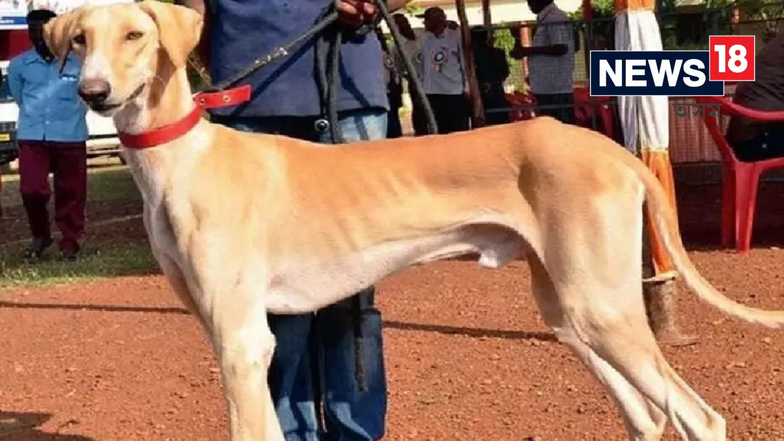 প্ৰধানমন্ত্ৰীৰ নিৰাপত্তাত এতিয়া দেশীয় প্ৰজাতিৰ কুকুৰ ! যেনে চেহেৰা ...