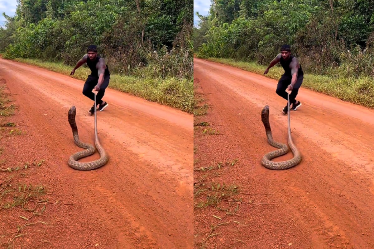 Viral Snake Video, Viral Snake Photos, Snake Video, Snake Photos, Viral ...