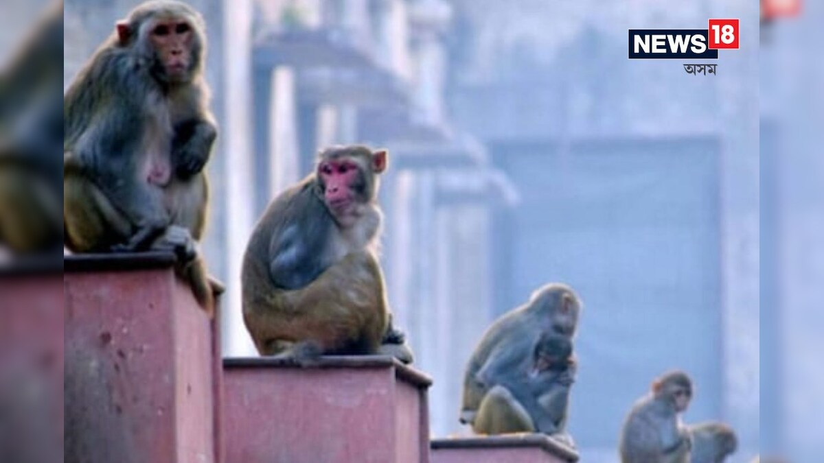 land owner monkeys 32 acres of land is registered in the name of ...