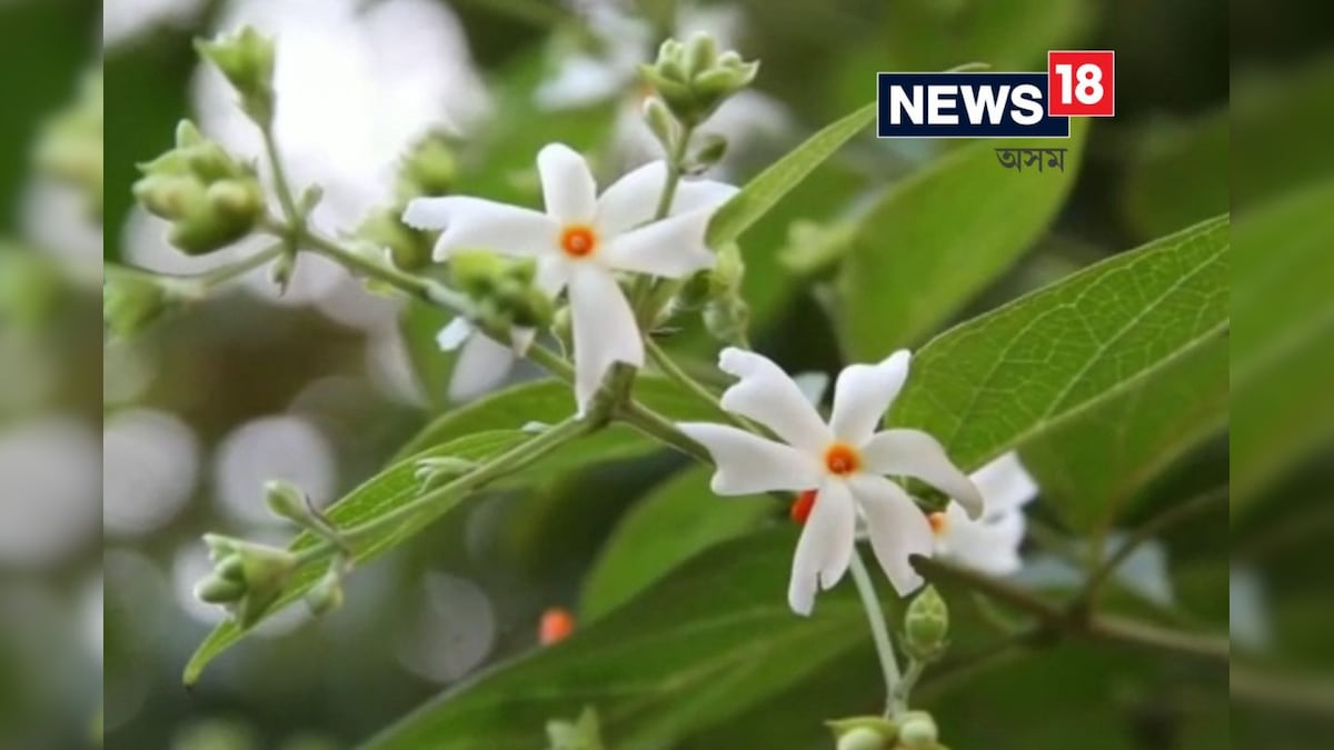 এই ফুলটো দেৱী লক্ষ্মীৰ অতি প্ৰিয়, ইয়াৰ ব্যৱহাৰে আপোনাৰ ভাগ্য উজ্জ্বল ...
