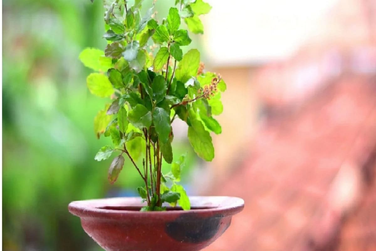 Benefits of Tulsi : তুলসী পাতে সলনি কৰি দিব আপোনাৰ জীৱন! তুলসী পাতৰ ...