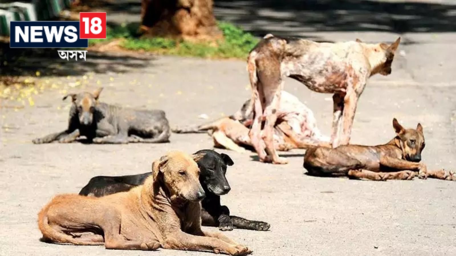 গুৱাহাটী মহানগৰীত ৰাজপথৰ কুকুৰৰ স্বচ্ছ বন্ধ্যাকৰণ প্ৰক্ৰিয়া সম্পৰ্কত ...