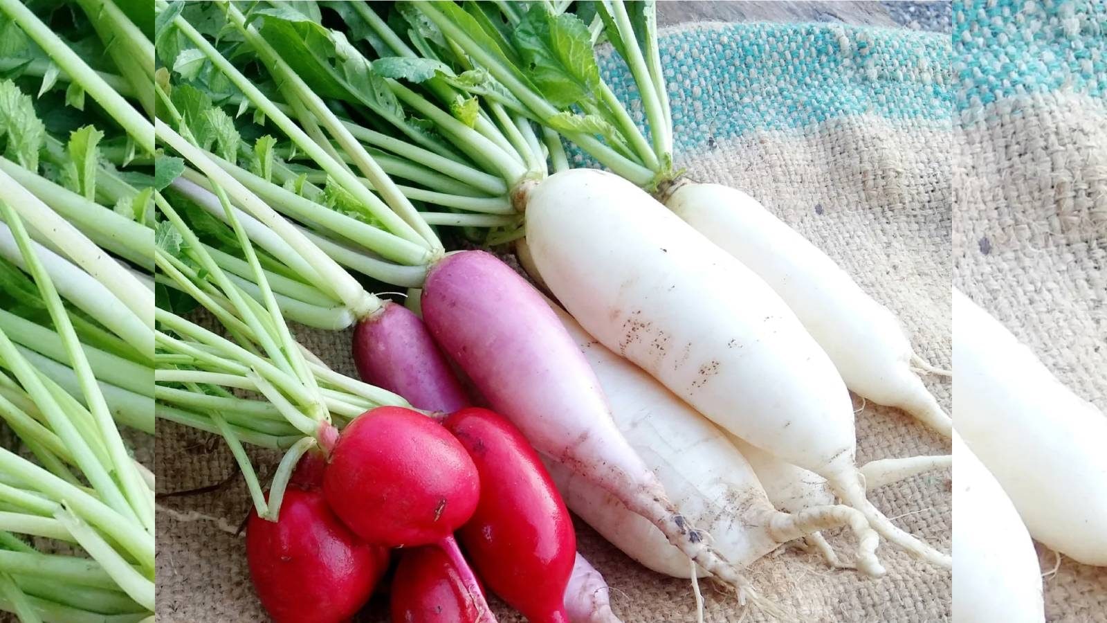 Benefits of Raddish: মূলাৰ নাম শুনিলেই মুখ ঘূৰাই নেকি? জানক মূলাৰ ...