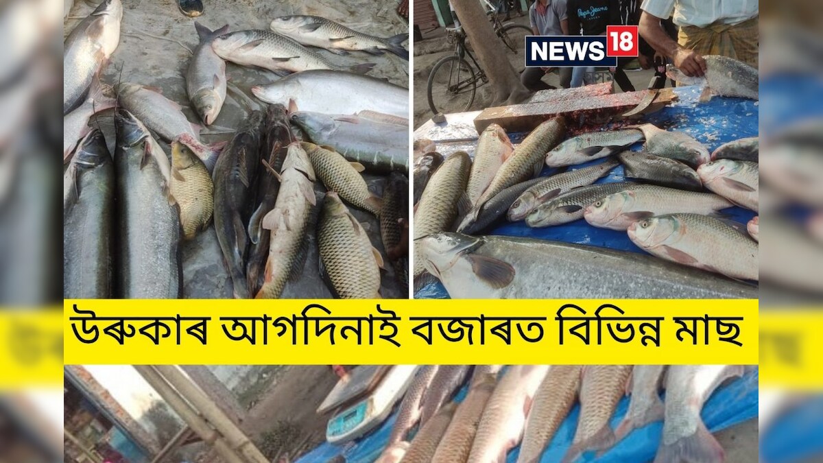 Fish Bazaar: উৰুকাৰ আগদিনাই মাছৰ বজাৰত উভৈনদী মাছৰ ! হাজোৰ এই বজাৰত ওলাইছে প্ৰায় ১৫ কেজি ওজনৰ ...