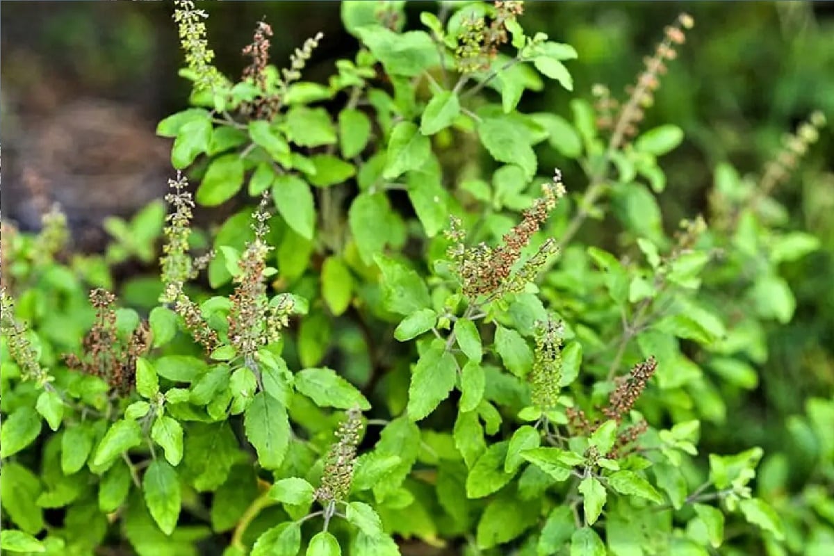 Tulsi Tree Vastu Tips : ঘৰৰ সকলো সমস্যা দূৰ হয় তুলসী গছ লগালে। কিন্তু ...