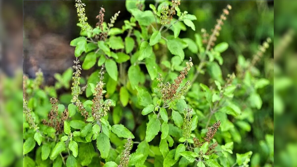 Tulsi Tree Vastu Tips : ঘৰৰ সকলো সমস্যা দূৰ হয় তুলসী গছ লগালে। কিন্তু ...