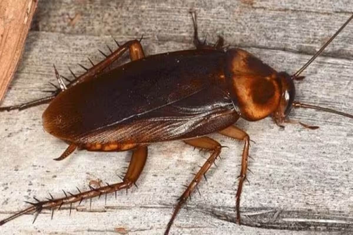 Fear Cockroach, know the reason. বহুলোকে পইতাচোৰা দেখিলে ভয় কৰে ...