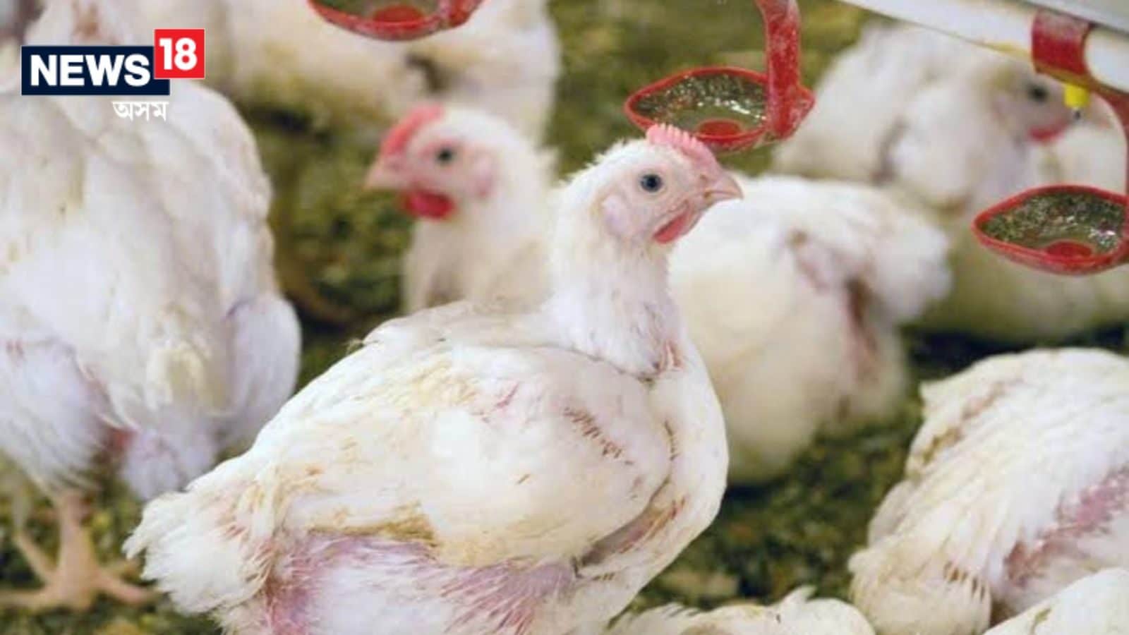 Smuggling of broiler chicken from Bengal to Assam-‍Broiler Chicken ...