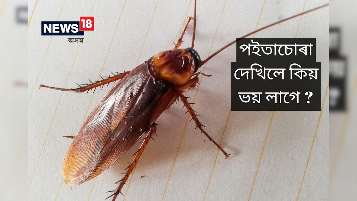 Fear Cockroach, know the reason. বহুলোকে পইতাচোৰা দেখিলে ভয় কৰে ...
