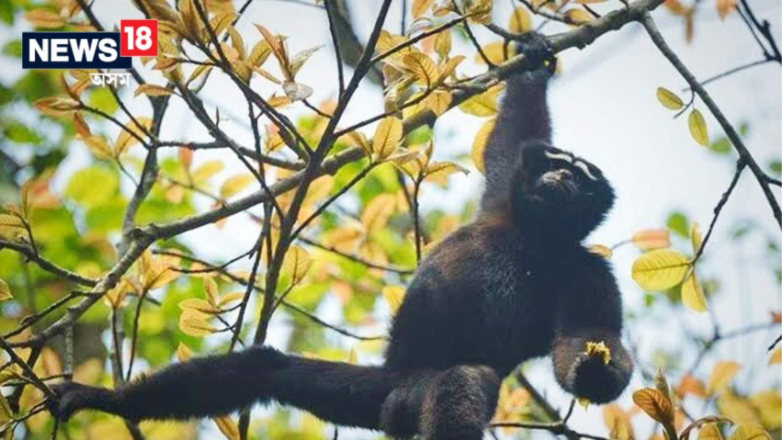 The Holongapar Gibbon Sanctuary in Jorhat is in danger | - Assam News