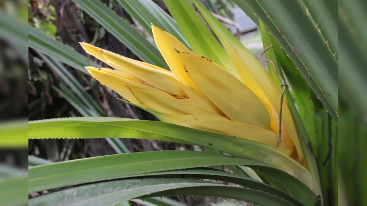 A story on Keteki flower – News18 অসমীয়া