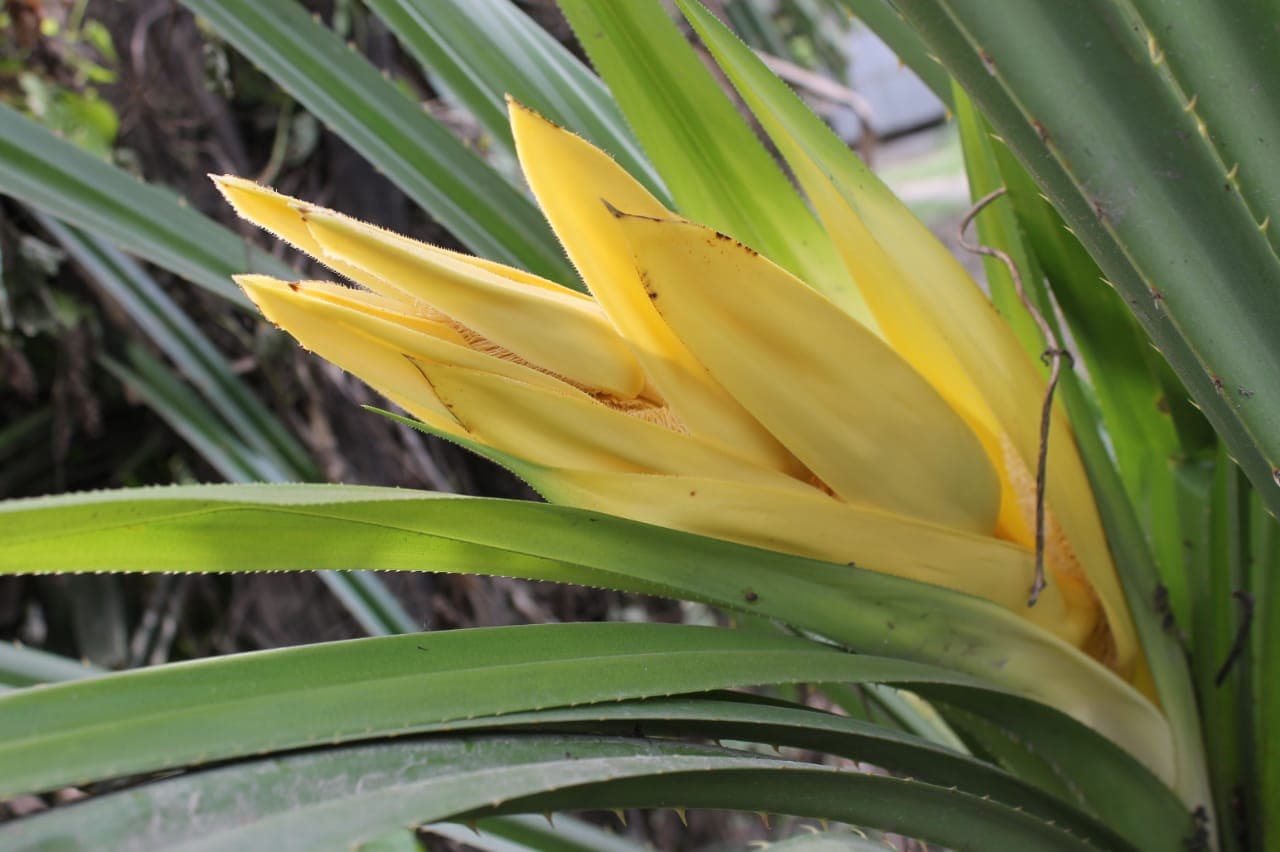 A story on Keteki flower– News18 assam