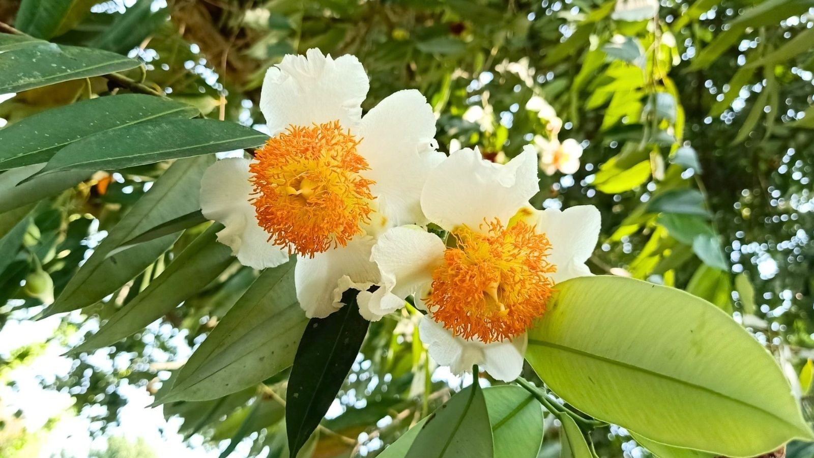 Bohag Bihu with nature– News18 assam