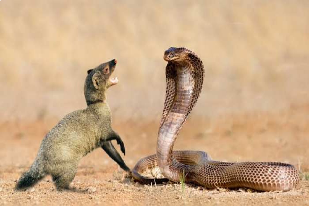 Snake and Mongoose : সাপ আৰু নেউলৰ মাজত ইমান শত্ৰুতা কিয়? কাৰণ জানিলে ...
