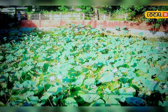 History of jorhat bongal pukhuri pond – News18 অসমীয়া