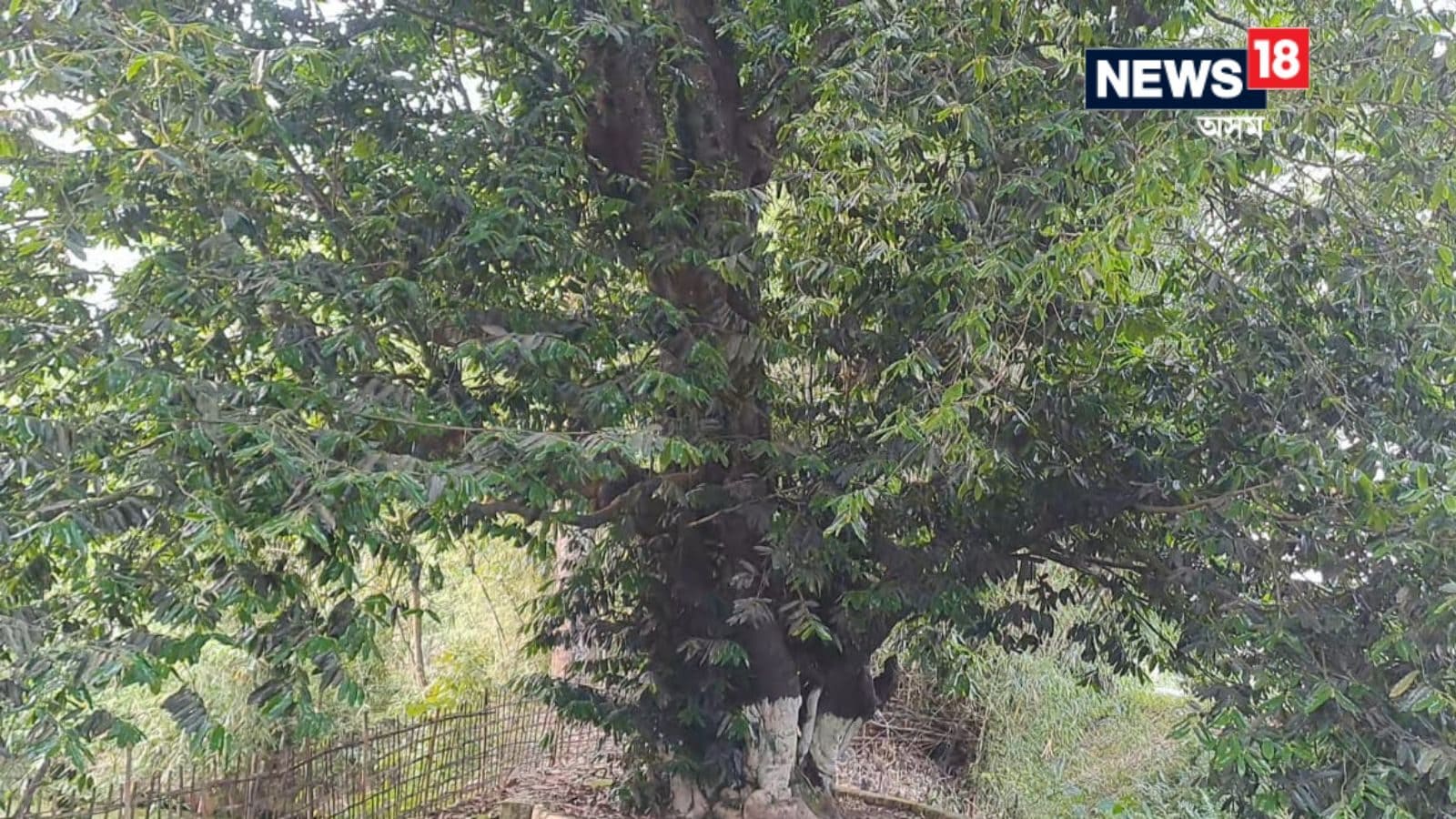 430 years kendu tree in Sivasagar district | - Assam News