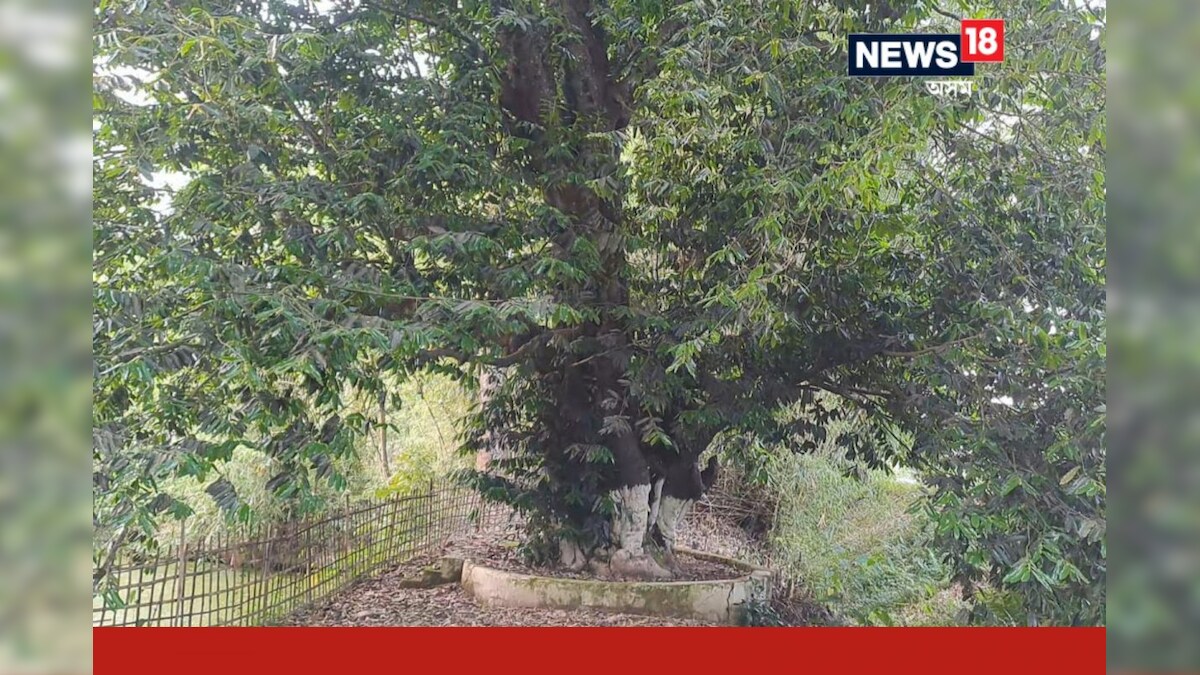 430 years kendu tree in Sivasagar district – News18 অসমীয়া