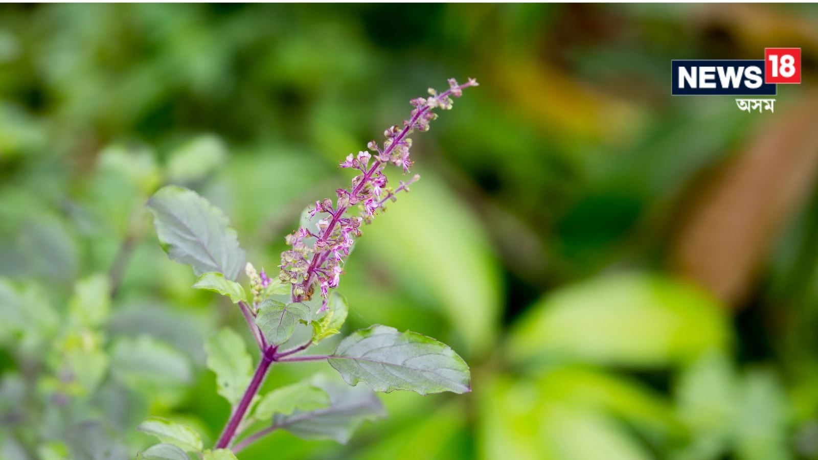 Tulsi Vastu Tips: মাত্ৰ ১১ টা তুলসী পাতে আপোনাৰ ভাগ্য সলনি কৰিব পাৰে ...