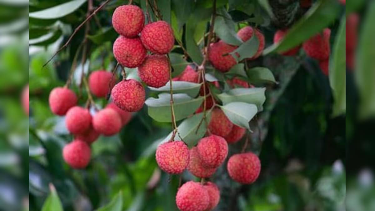 Litchi buying tips: ডাল-পাত নোহোৱাকৈ লিচু ক্ৰয় কৰিছে নেকি ? জানক কি ...