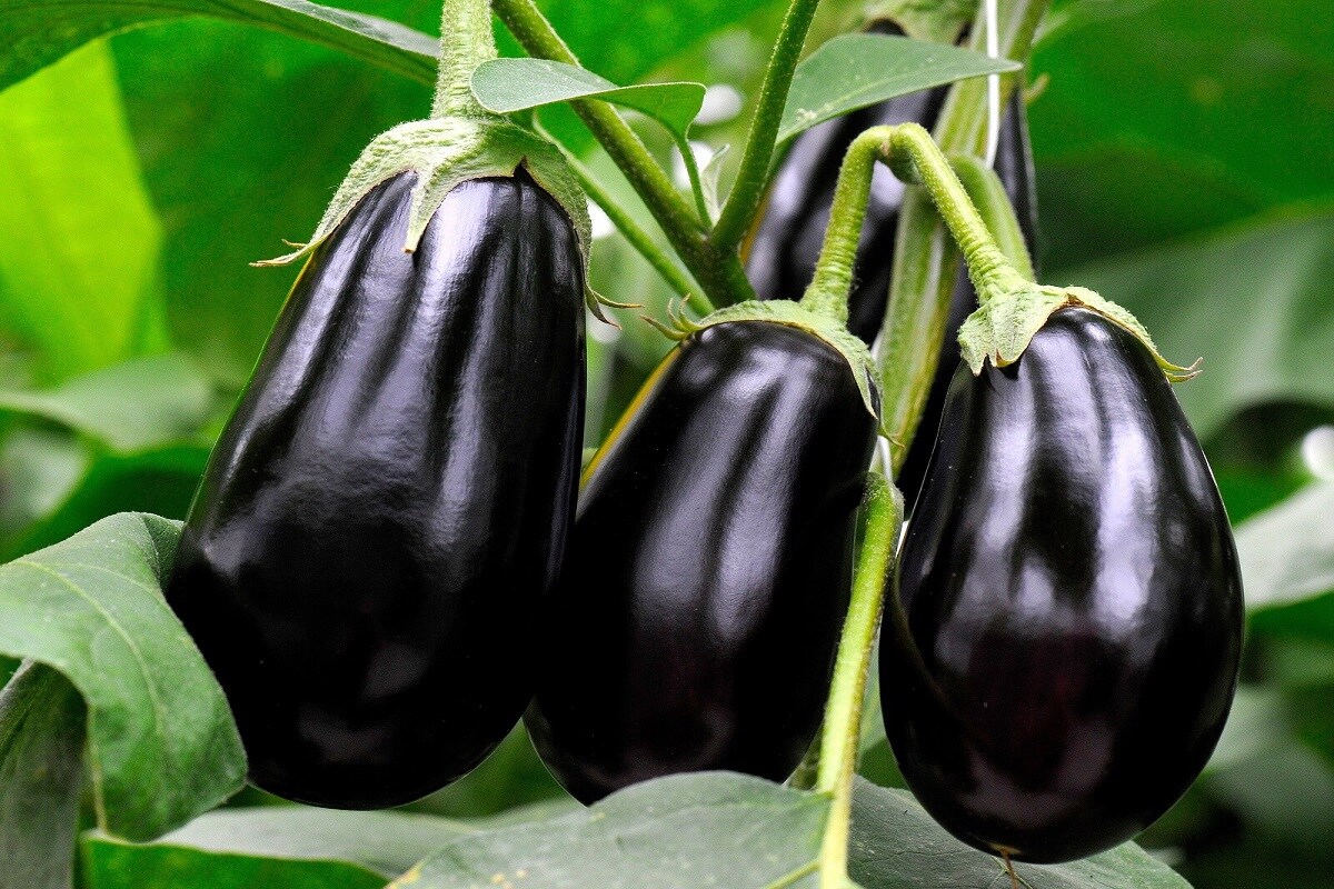 eggplant। eggplant without worm। wormless eggplant। পোক-পৰুৱাৰ থকা ...