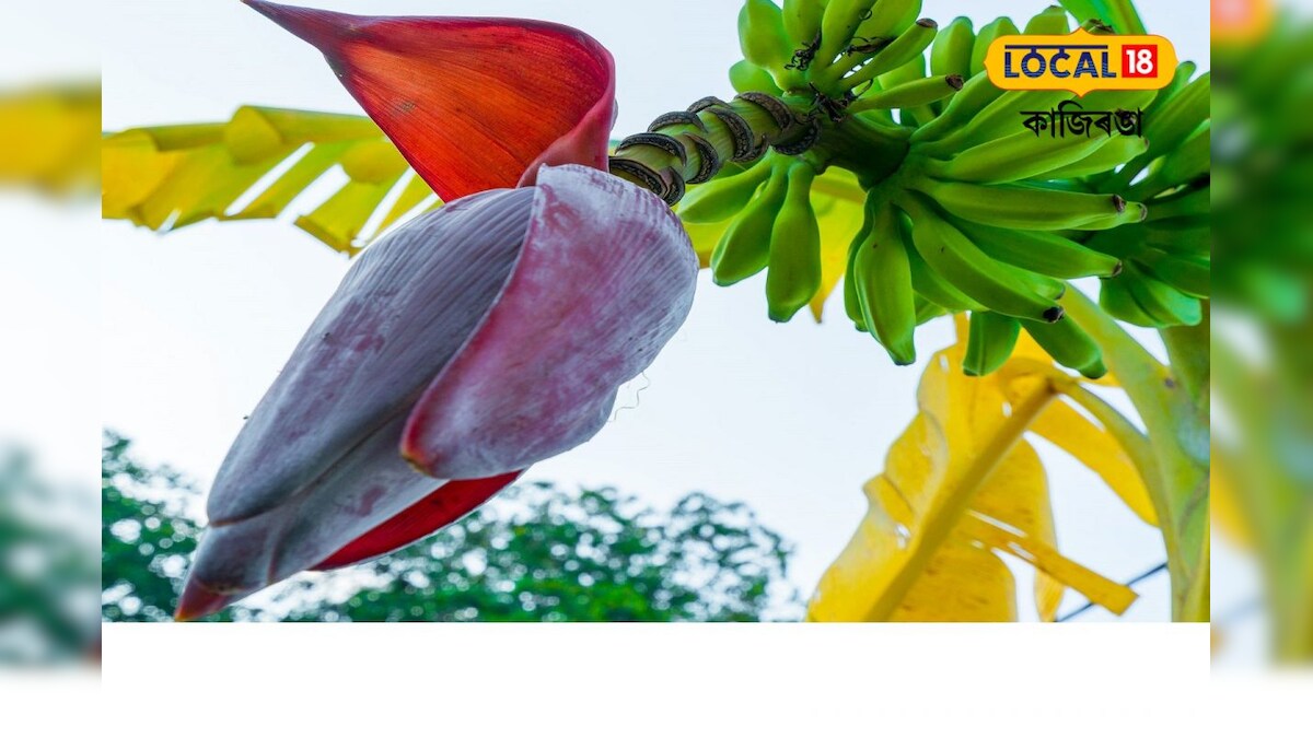 assamese traditional food banana flower curry – News18 অসমীয়া