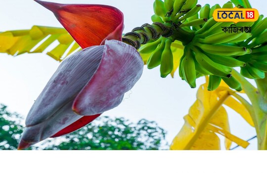 assamese traditional food banana flower curry – News18 অসমীয়া