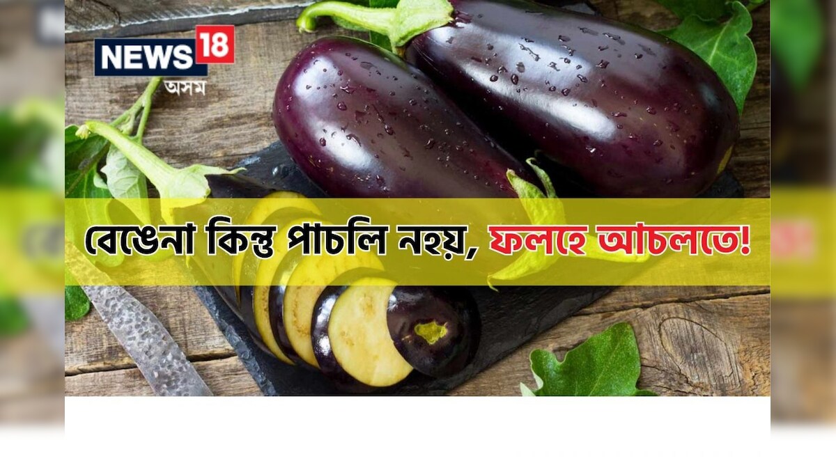 brinjal is not a vegetable ?বেঙেনা কিন্তু পাচলি নহয়, ফলহে আচলতে! কাৰণ ...