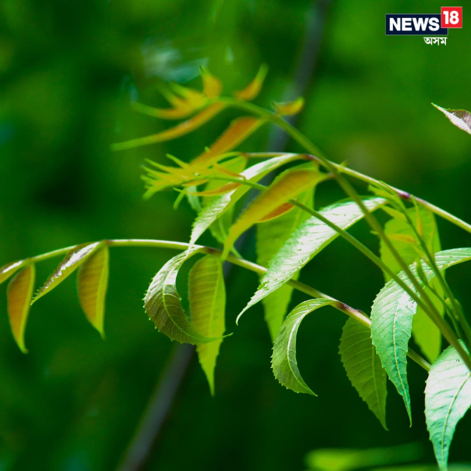 Neem leaves: নিম পাতবোৰ কিয় তিতা ? আপুনি জানেনে উত্তৰ ? ৯৯% লোক বিফল ...