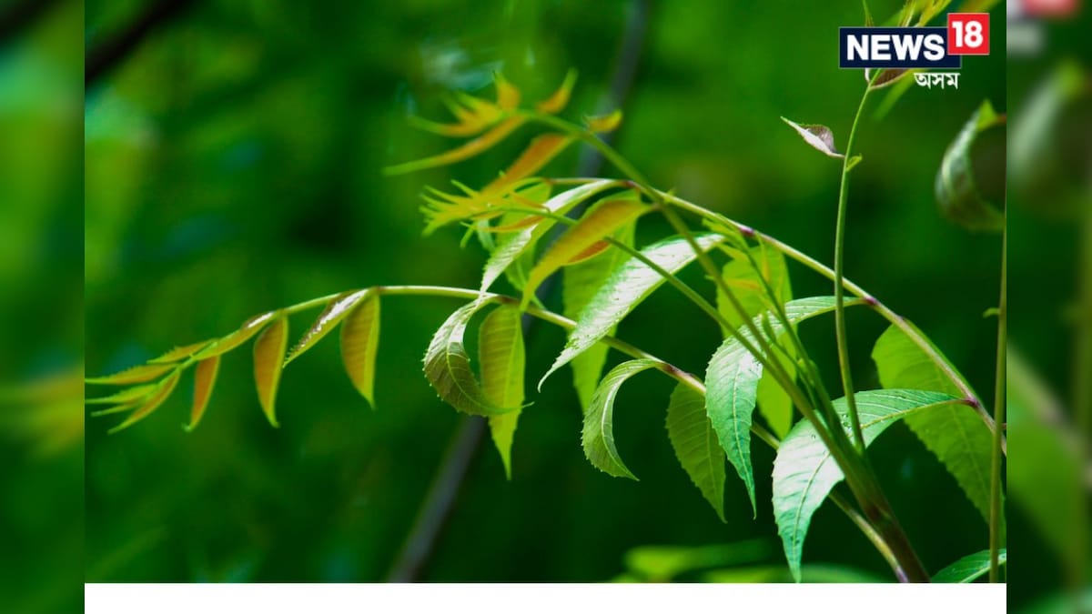 Neem leaves: নিম পাতবোৰ কিয় তিতা ? আপুনি জানেনে উত্তৰ ? ৯৯% লোক বিফল ...