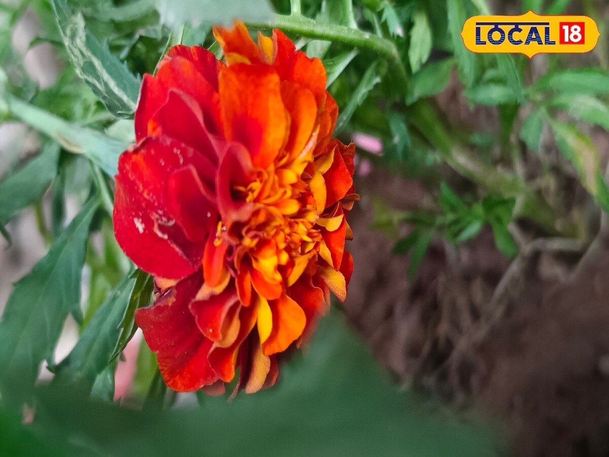 Benefits of Marigold Flower: কেৱল বাগিচা সজাবলৈ নহয়, নাৰ্জী ফুলৰ এই ...