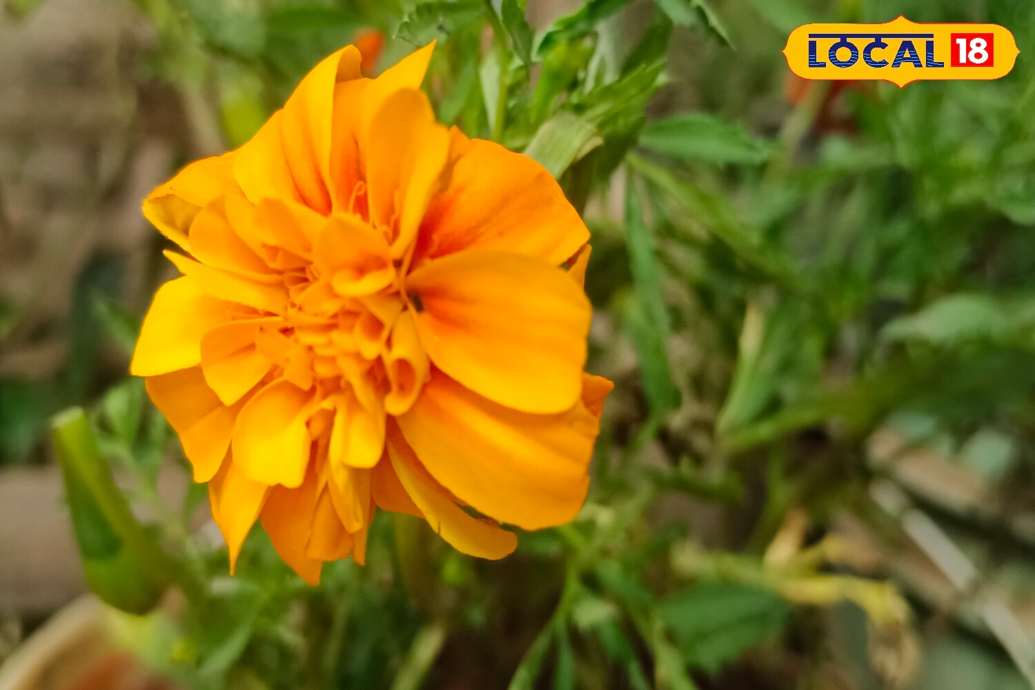 Benefits of Marigold Flower: কেৱল বাগিচা সজাবলৈ নহয়, নাৰ্জী ফুলৰ এই ...