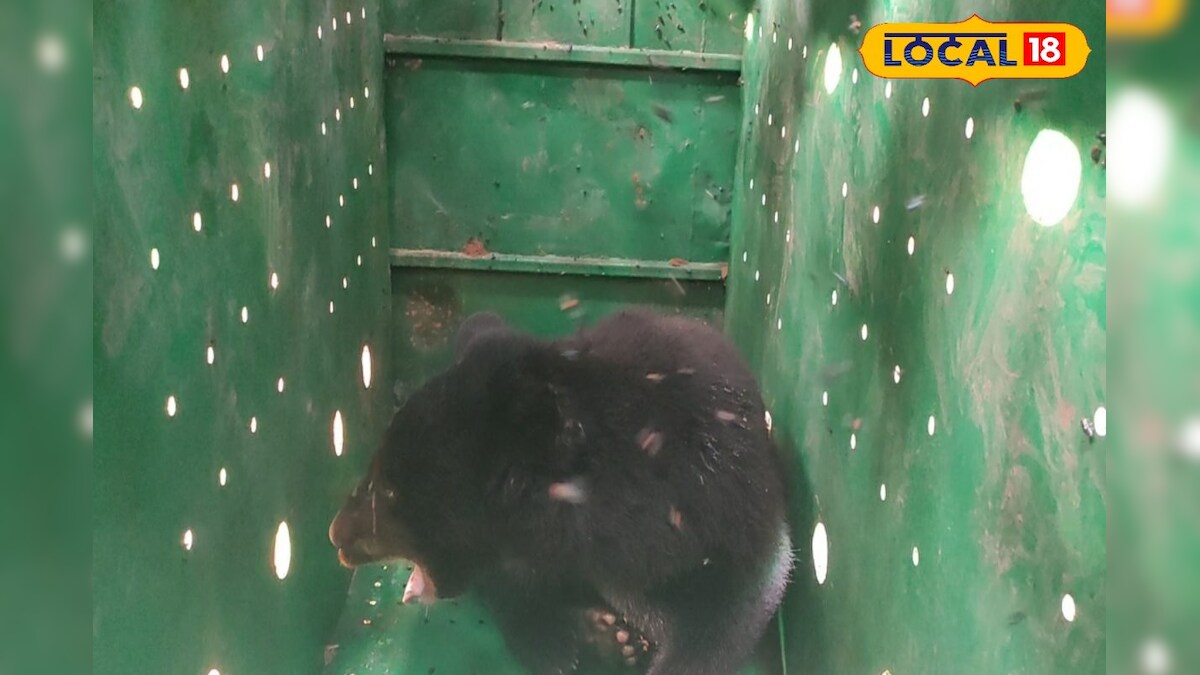 Kaziranga News: খং কমা নাই দেৰগাঁৱত আতংক সৃষ্টি কৰা ভালুকটোৰ | The CWRC ...